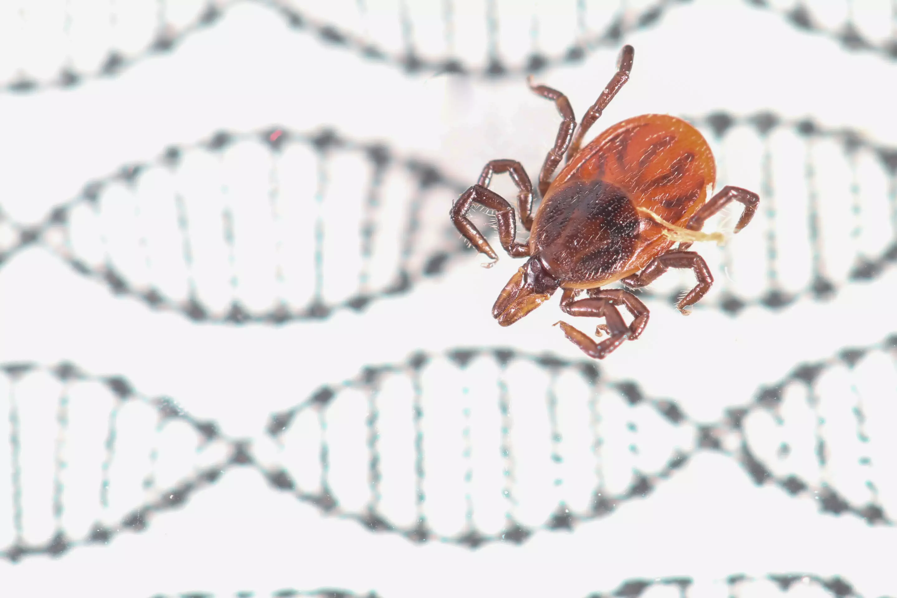 La edición de genes ahora es posible en ticks