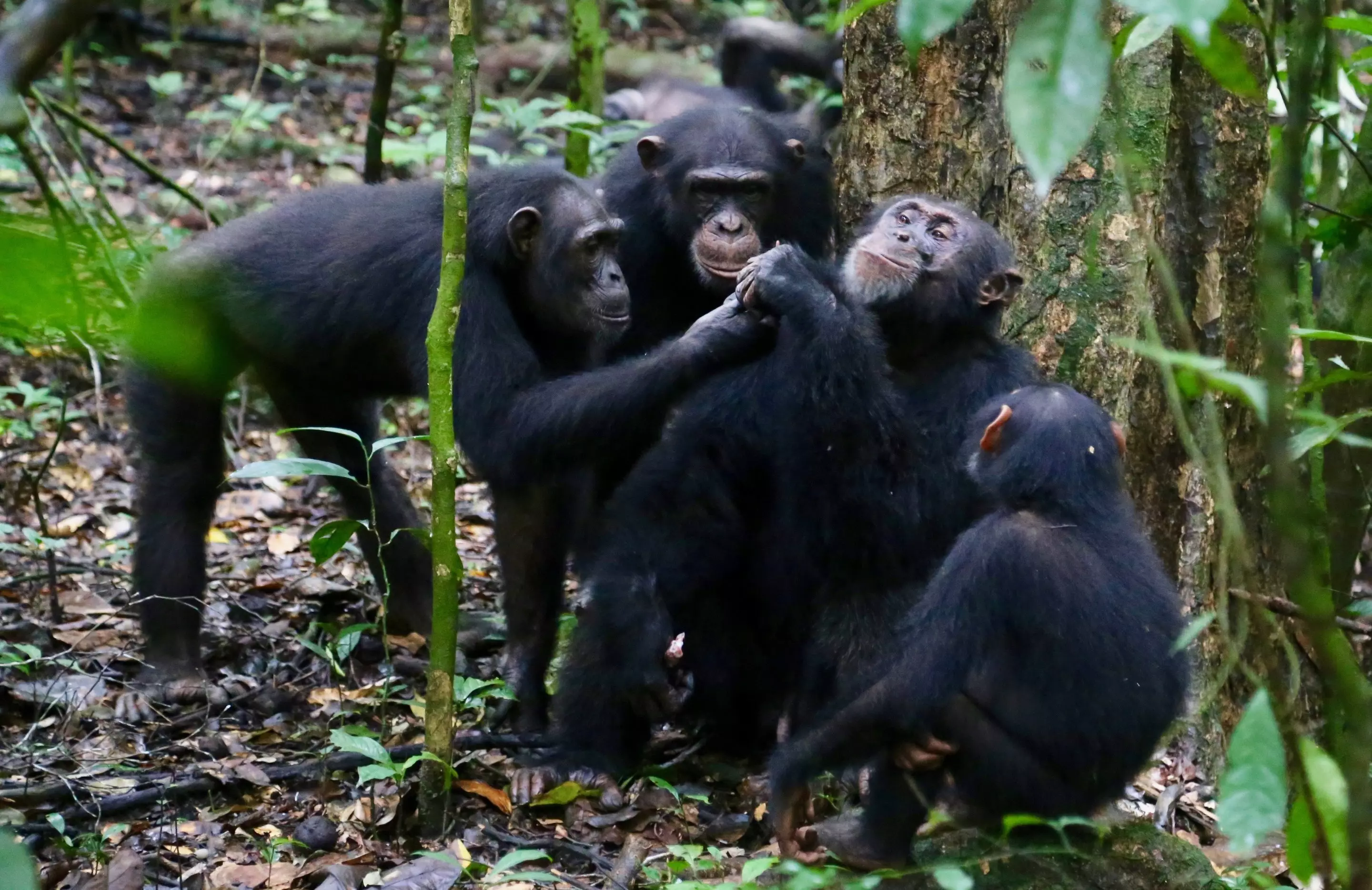 Divlje čimpanze dijele hranu sa svojim prijateljima