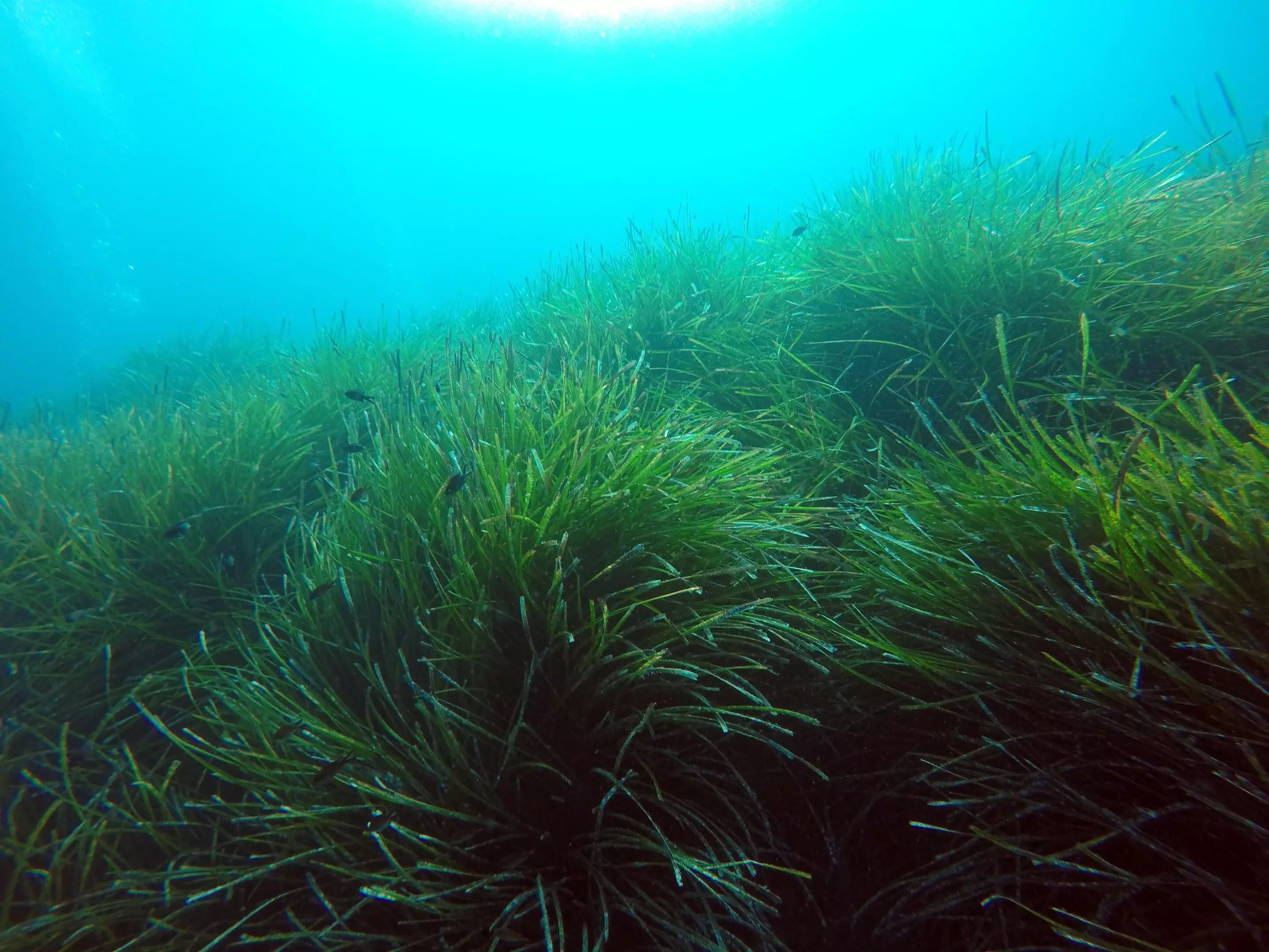 Живые ламинарии. Падина водоросль. Живые водоросли. Морская трава. Хара водоросль.