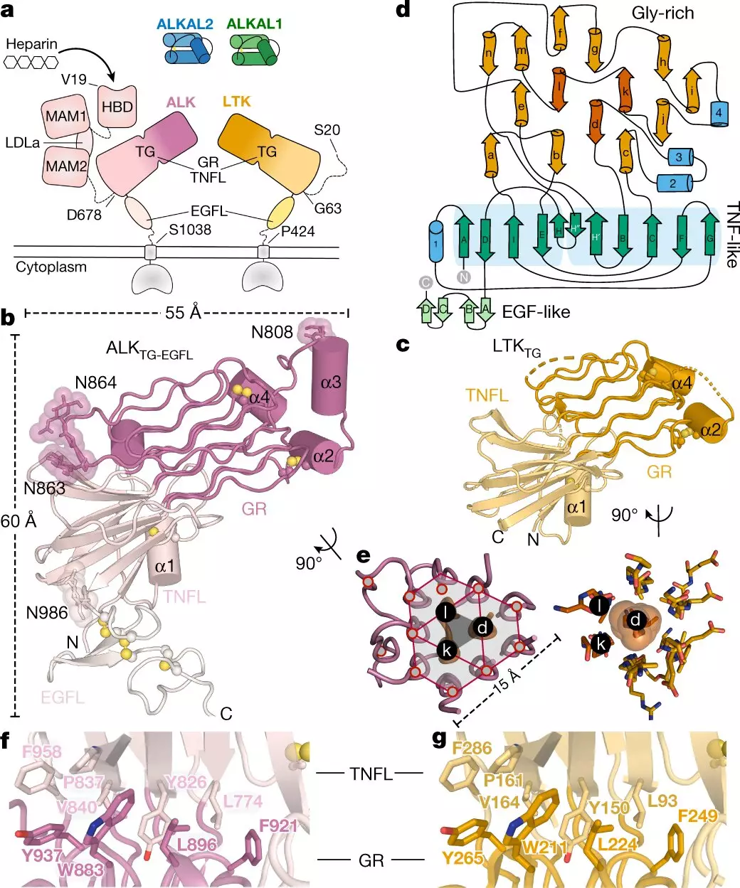 3D struktura staničnog receptora s ključnom ulogom u zdravlju i bolesti