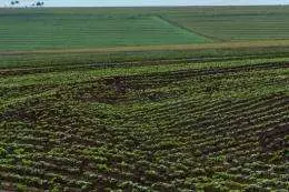 Un campo de soja en las llanuras del Cerrado