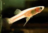 Klimaveränderungen können die Fruchtbarkeit von Fischen beeinträchtigen