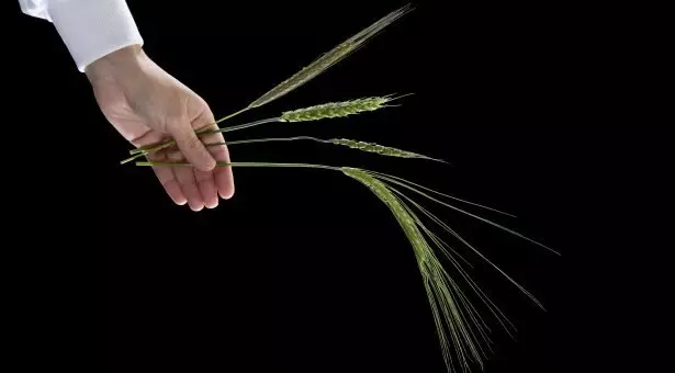 Innovative Genstapel verbessern die Widerstandsfähigkeit gegen Weizenrost