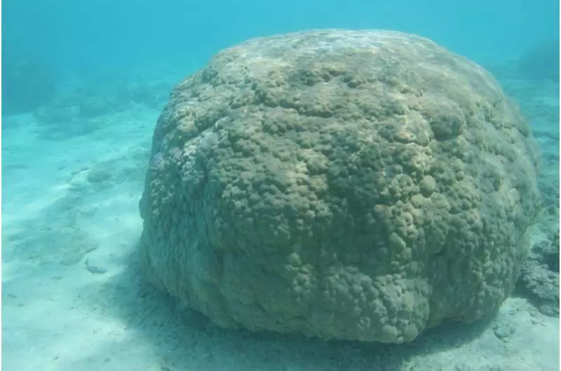 Zagađena podzemna voda vjerojatno je desetljećima kontaminirala koraljne grebene južnog Tihog oceana
