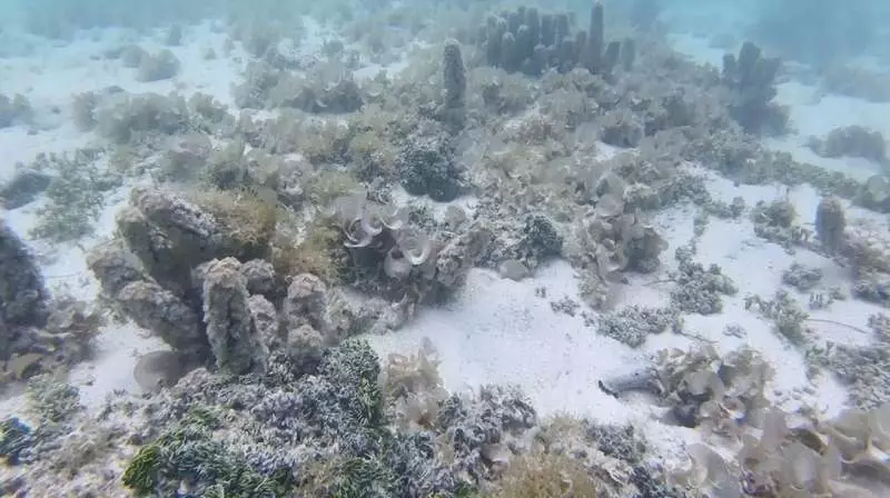 Zagađena podzemna voda vjerojatno je desetljećima kontaminirala koraljne grebene južnog Tihog oceana