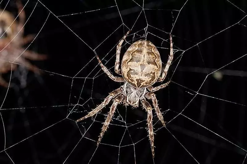 Spinne, die ihr Netz nutzt, um ihre Hörfähigkeiten zu erweitern