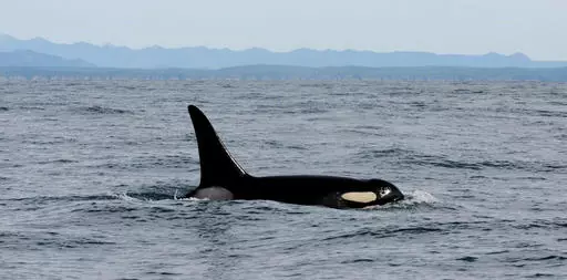 Označavanje orke prestaje nakon pronalaska mrtvog kita s fragmentima